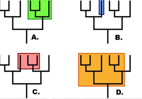 Biology Taxonomy Flashcards Quizlet