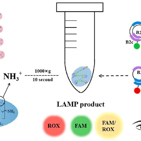 Schematic Illustration Of The Visual And Sequence Specific Detection Of