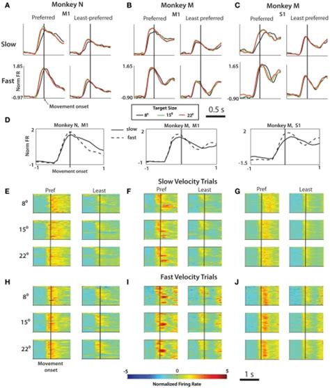 Effect Of Velocity On Firing Rate Profiles The Normalized Firing Rate