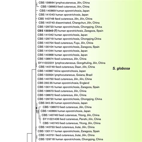 Maximum Likelihood Tree Based On Concatenated Sequences Of Its Tef3