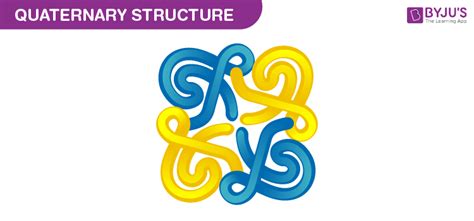 Four Types Of Protein Structure Primary Secondary Tertiary And Quaternary Structures 2025