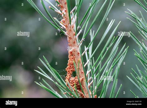 Diseases Of Coniferous Trees Parasites Of Pine Wood Scleroderriosis