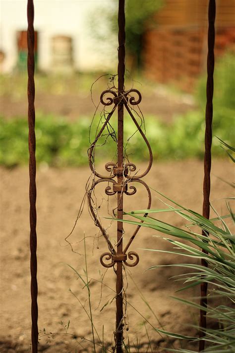 무료 이미지 나무 자연 분기 건축물 성장 목재 포도 수확 고대 미술 집 조직 잎 꽃 늙은 벽 돌 강철 난간 녹색 입구 가을 금속