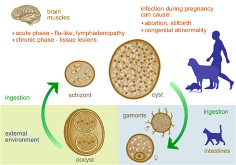 Parasitology Lecture Exam 1 Toxoplasma Flashcards Quizlet
