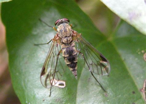 Patterned Wing Snipe Fly Chrysopilus Mackerrasi