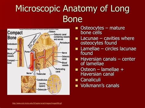 Ppt Skeletal System Powerpoint Presentation Id416748