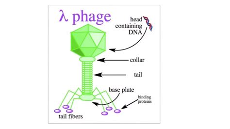 Lambda Phage And Their Reproduction Pptx Biological Sciences Science
