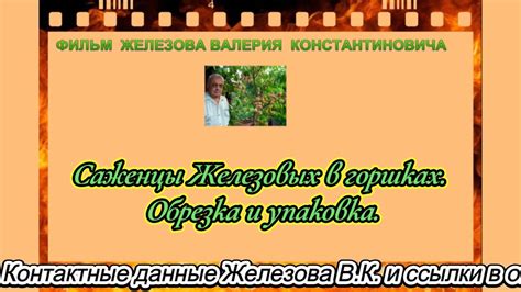 Саженцы Железовых в горшках Обрезка и упаковка Youtube