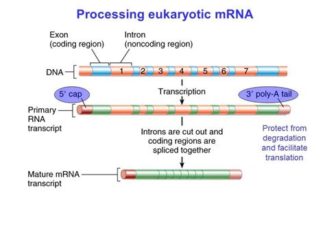 What Is Rna Processing In Eukaryotes At Virginia Nealon Blog
