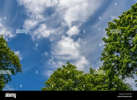 Blue Sky Clouds And Trees Stock Photo Alamy