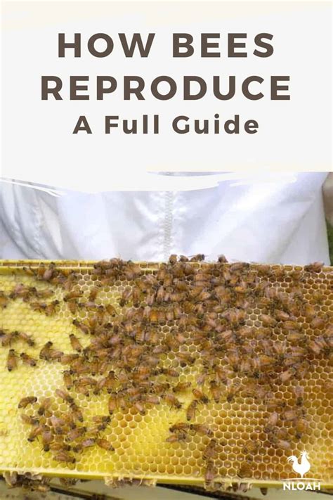 How Bees Reproduce A Full Guide