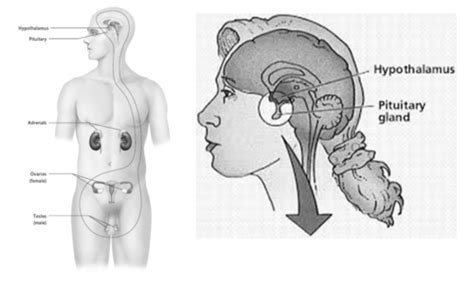 Chapter 5 Flashcards Quizlet