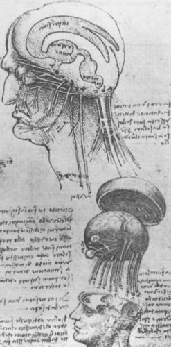 Visual Perception Flashcards Quizlet