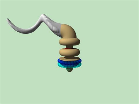 Animation Flagellum 3ds Free