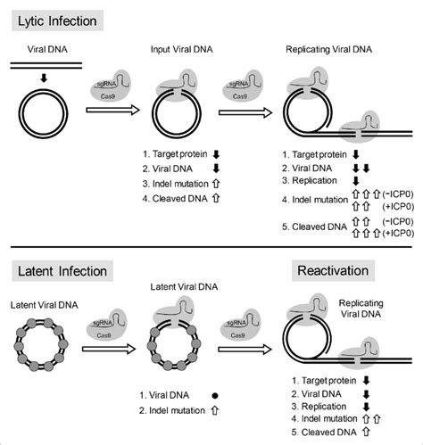 Model For Crisprcas9 Mediated Inhibition Of Hsv Lytic Replication