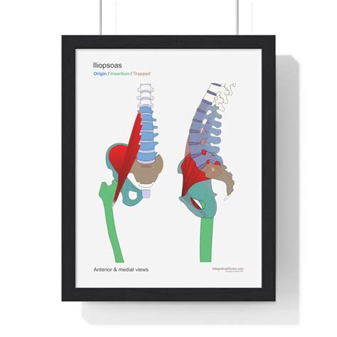 Iliopsoas Anterior And Medial Views Etsy