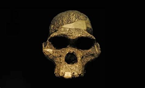 For The First Time Scientists Reveal The Sex Of A 3 5 Million Year Old Human Relative Using