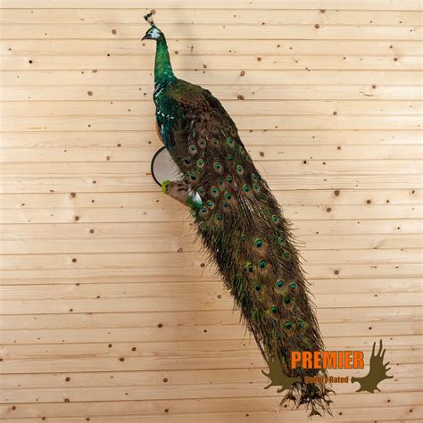 Peacock Full Body Taxidermy Mount Java Etsy