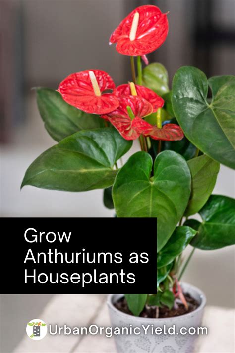 Anthurium Houseplant Care In 2022 Anthurium Plant Anthurium House