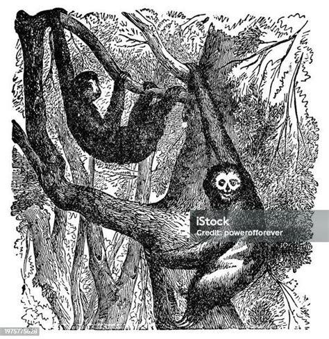Linnaeus의 두 발가락 나무 늘보 19 세기 0명에 대한 스톡 벡터 아트 및 기타 이미지 Istock