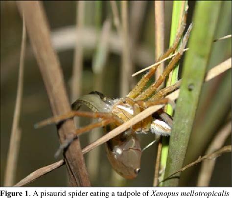Figure 1 From Frog Eating Spiders In The Afrotropics An Analysis Of Published And New Cases