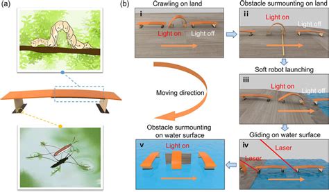 Amphibious Soft Robot A Schematic Diagram Of Mini Robots Structure Download Scientific