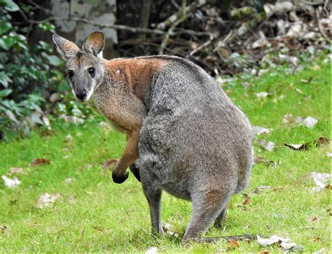 Draft Macropod Conservation Plan Have Your Say Sunshine Coast