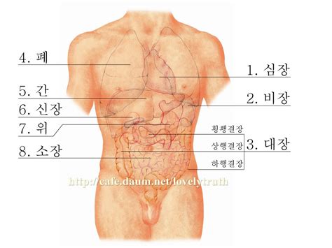 인체내부장기배속 네이버 블로그