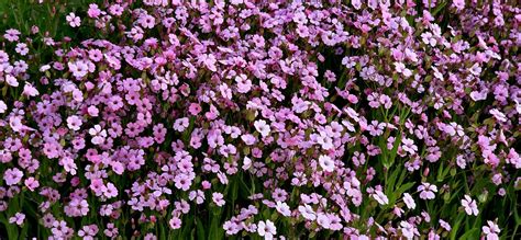 5월의 마지막주 윌요일 저녁에 김천 정골 우리집 화단에 핀 예쁜 이들입니다2 20250526 1850 사포나리 꽃사랑 꽃을 사랑하는