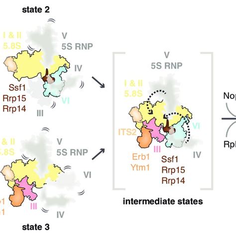 Model For Early Nucleolar Stages Of Large Subunit Assembly Domains Of Download Scientific