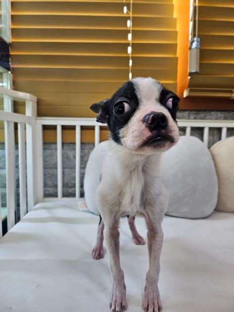 보스턴테리어테리 강아지책임분양 컴투펫케어센터