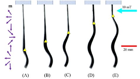 The Variable Stiffness Robot Vsr Magnetized According To The Purple