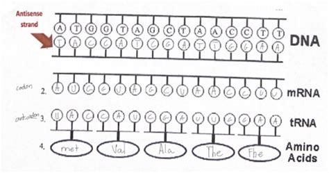 2 7 Dna Replication Transcription And Translation Flashcards Quizlet