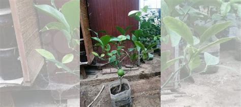 Лимонное дерево купить в Севастополе Товары для дома и дачи Авито
