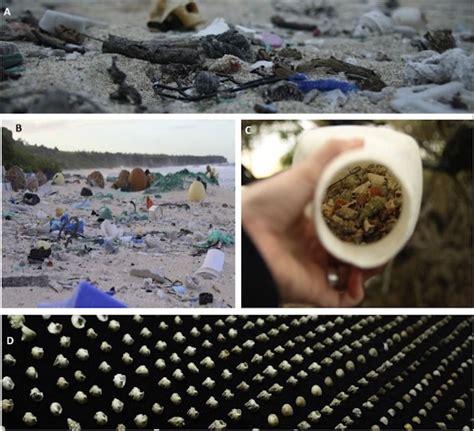 Rampant Death For Hermit Crabs Who Confuse Plastic Trash For Shells