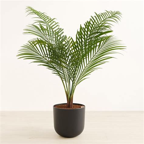 Easy Review A Comprehensive Look At The Online Plant Store