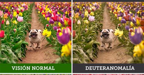 ¡cuánta Razón Así Es Cómo Ven El Mundo Las Personas Con Distintos