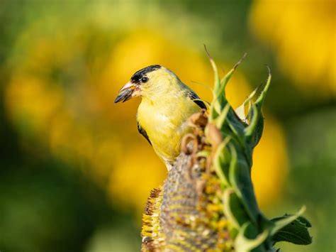 Do American Goldfinches Migrate Birdfact