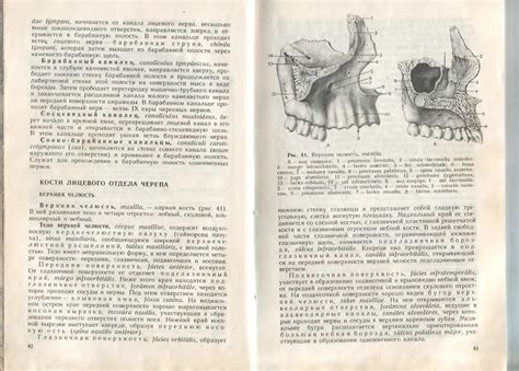 Анатомия человека. В двух томах. Том 1 - Сапин М.Р. - 1993