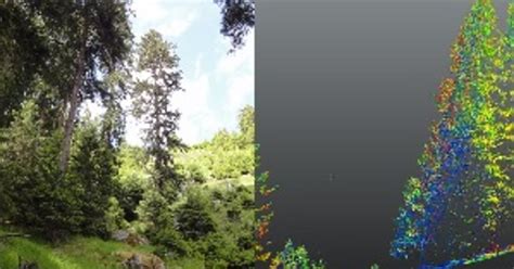 Regeneration Assessment In Open Forest Areas Catreg