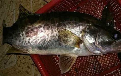 钓桂鱼用什么饵料 酷钓鱼