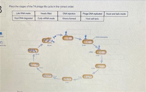 Solved Place The Stages Of The T4 Phage Life Cycle In The