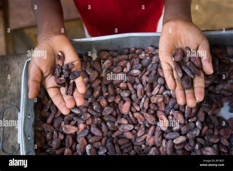 Sorting Cocoa Beans High Resolution Stock Photography And Images Alamy
