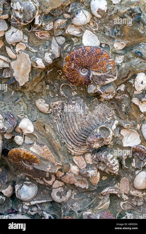 Fossilized Shells Hi Res Stock Photography And Images Alamy