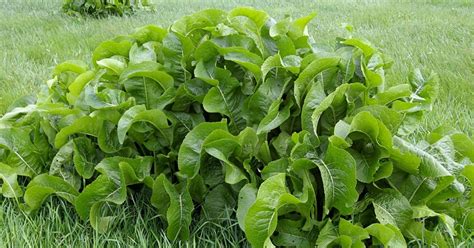 პირშუშხას ფოთლები ერთადერთი მცენარე რომელსაც მარილი კანის ფორებიდან გამოაქვს სასარგებლო რჩევები