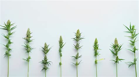 Sativa Vs Indica Vs Hybrid The Difference Between The Strains
