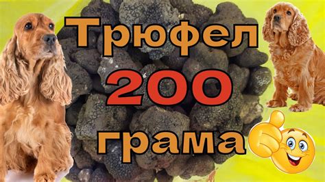 Трюфел 200 грама днес / Truffle 200 grams today - YouTube