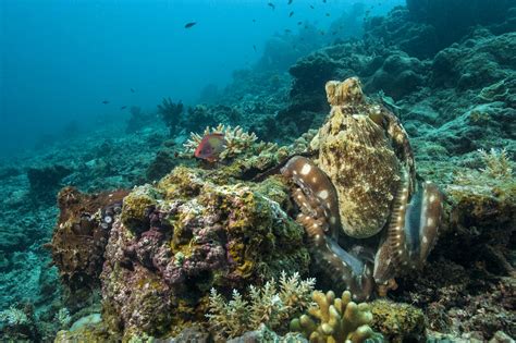 Mysteries Of Octopus Sex Roundglass Sustain