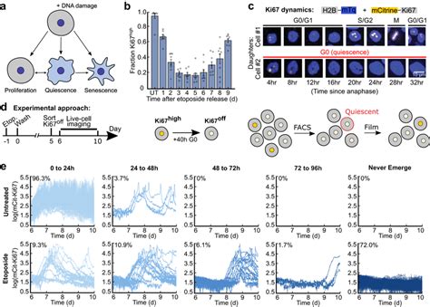 A Subpopulation Of Cells Exits Quiescence To Re Enter The Cell Cycle Download Scientific