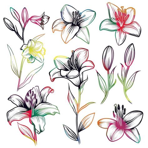 Premium Vector Lily Flat Vector Linear Temp Set Illustration High Quality